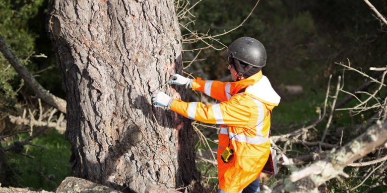 Contract Utility Forester - California Independent Vegetation ...