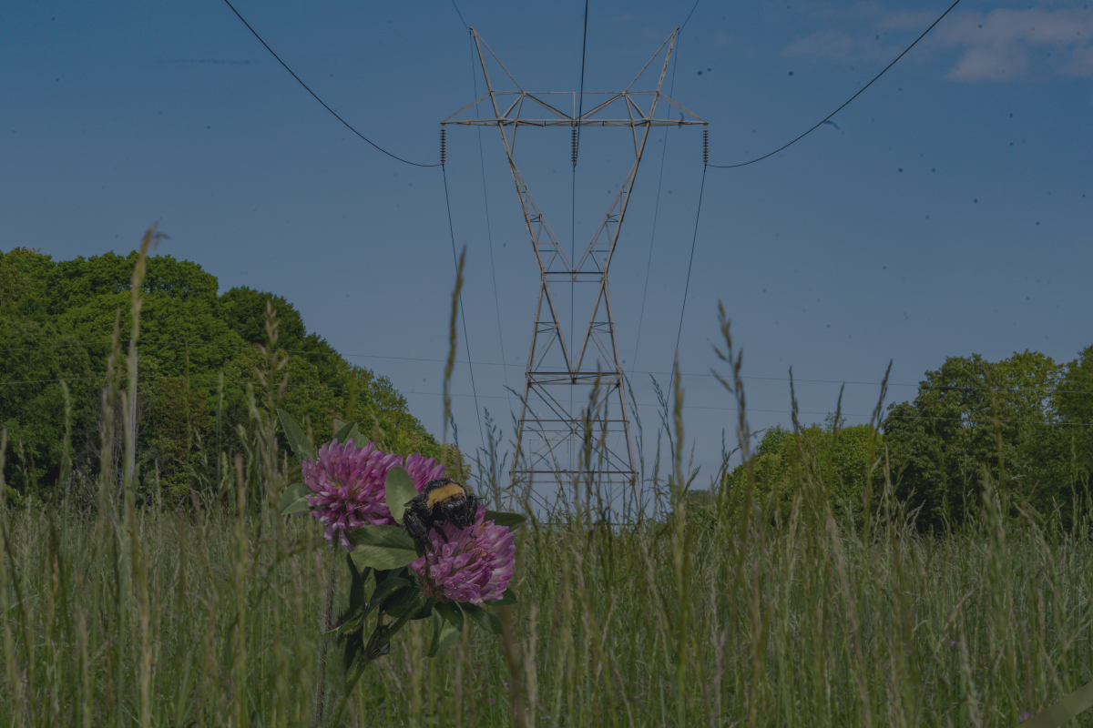 California Independent Vegetation Management Services | ACRT Pacific